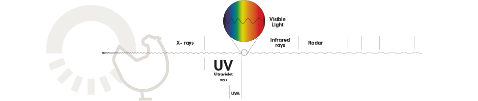 Study: UVA Lighting's Effect on Commercial Layers