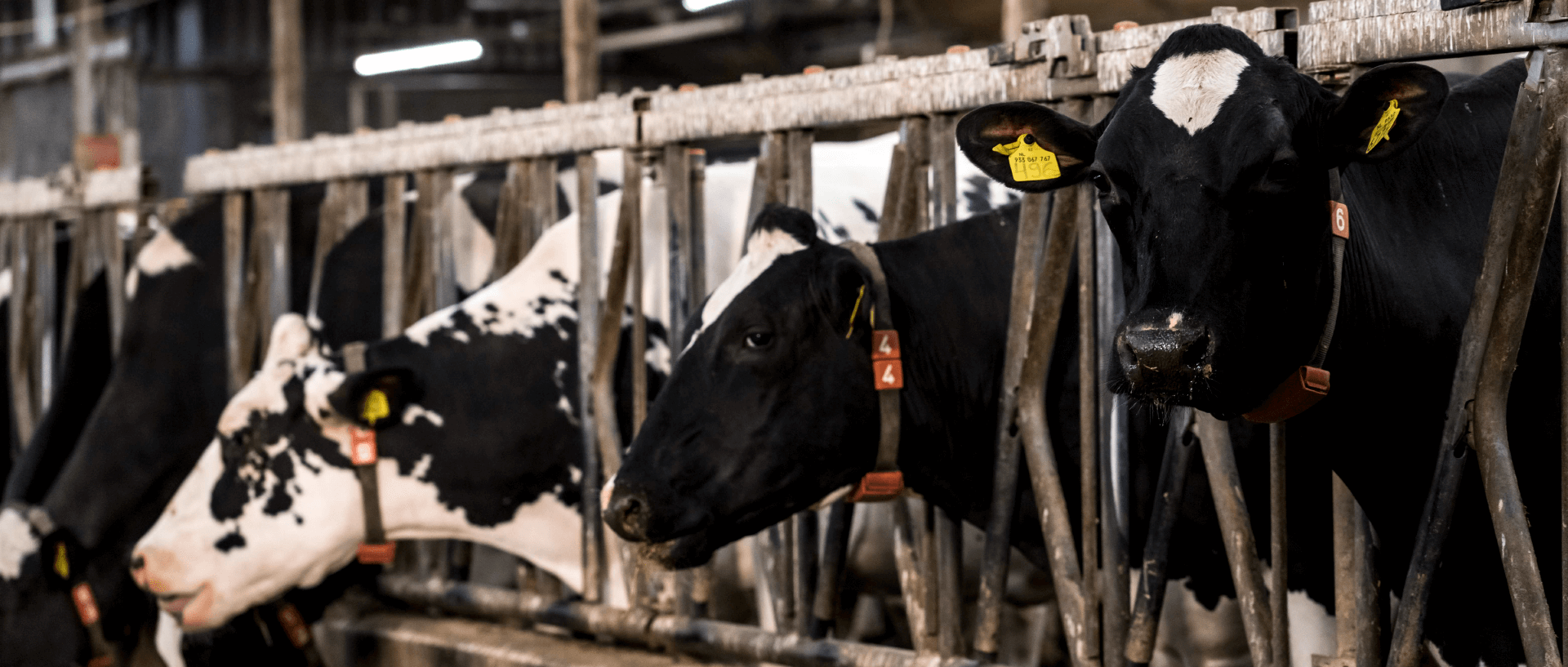 A starter guide on dairy cattle lighting
