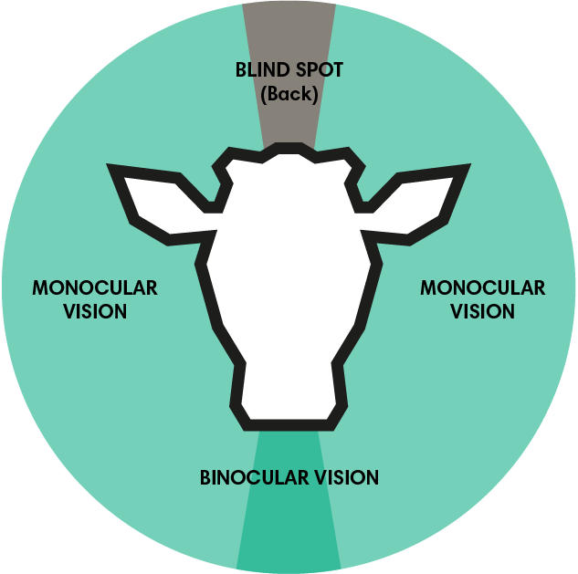 A starter guide on dairy cattle lighting