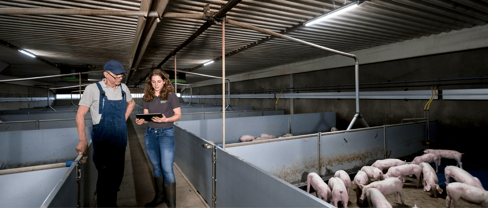 Lighting as an influencer of pig welfare and production
