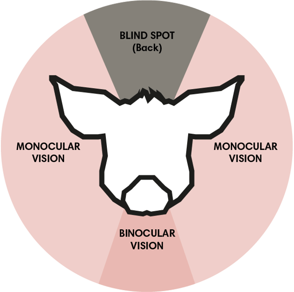Lighting as an influencer of pig welfare and production