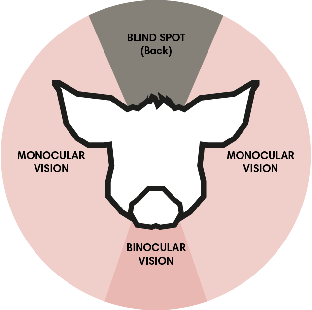 Lighting as an influencer of pig welfare and production