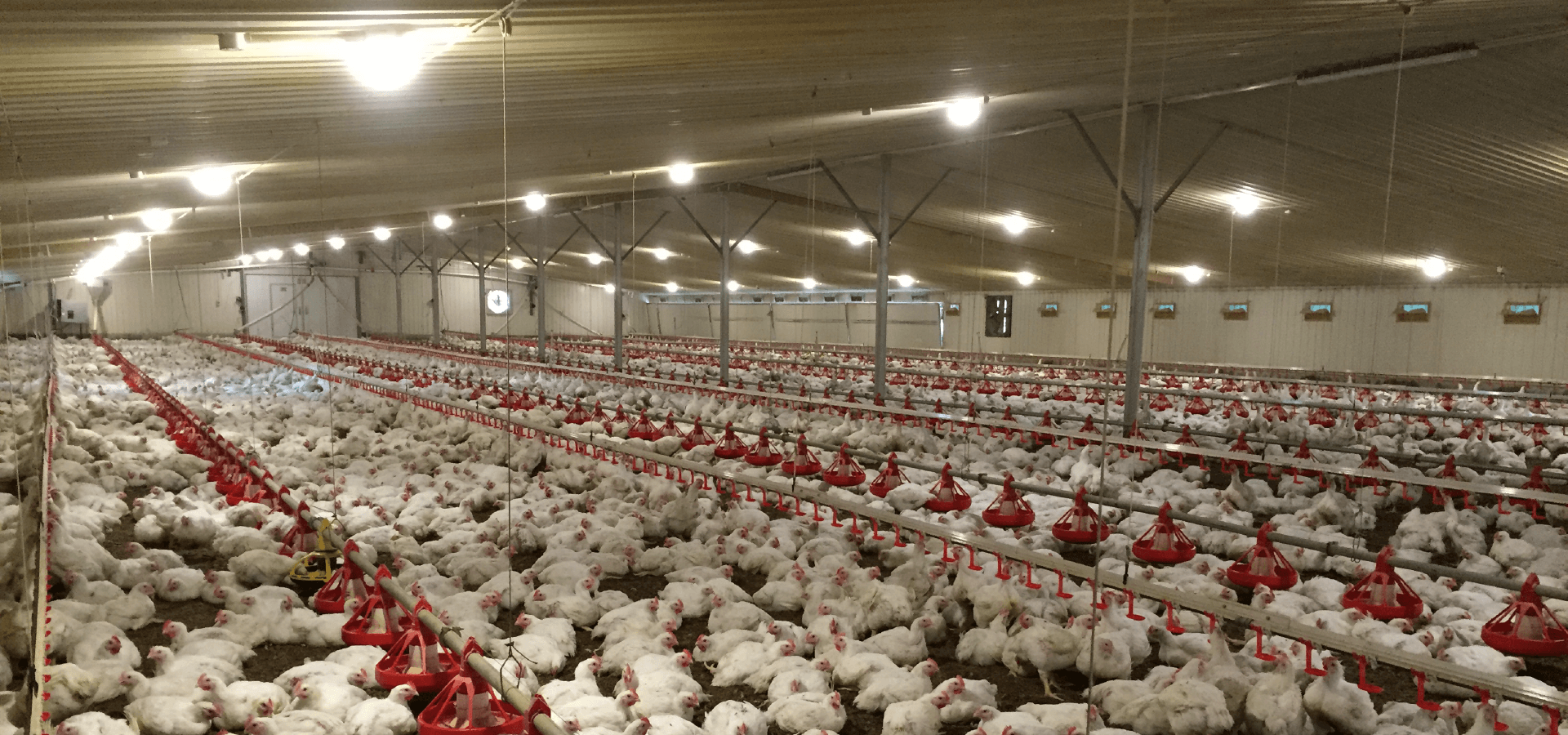 Excellent litter and bird performance