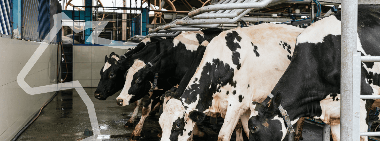 Better cow behaviour and higher work joy thanks to RUDAX lighting