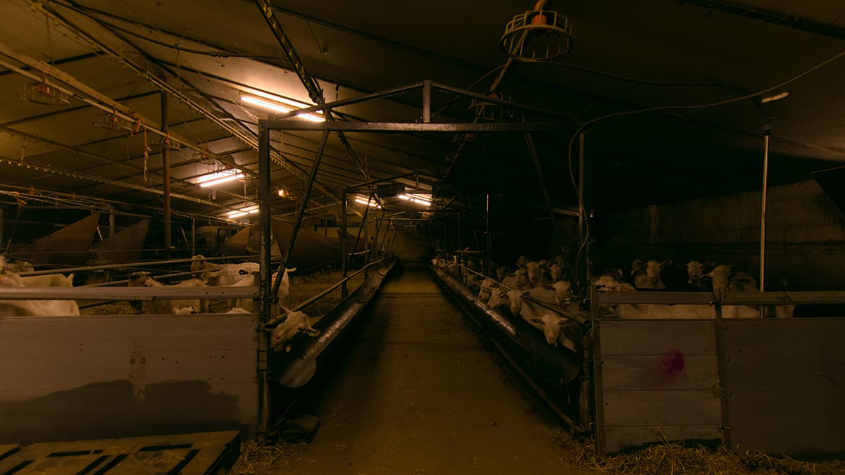 RUDAX for Goats: Precision Lighting for Better Breeding