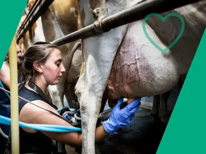 Better cow behaviour and higher work joy thanks to RUDAX lighting