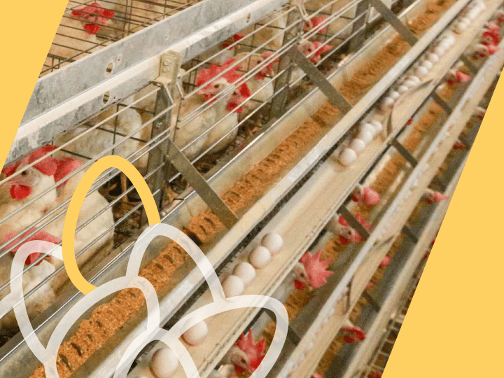 Research: How UVA Lighting and Increases Egg Production in Commercial ...