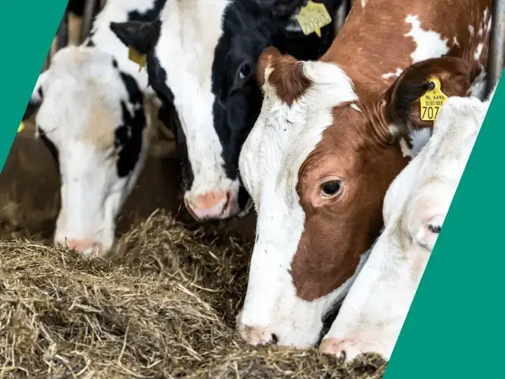 A starter guide on dairy cattle lighting