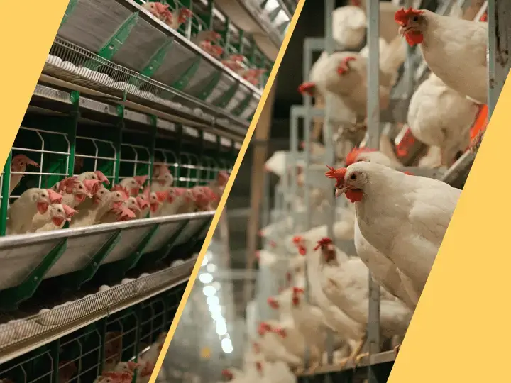 From cage to aviary: How lighting helps