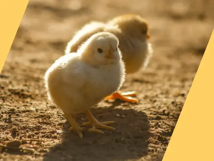 The 4 key benefits of optimal broiler lighting