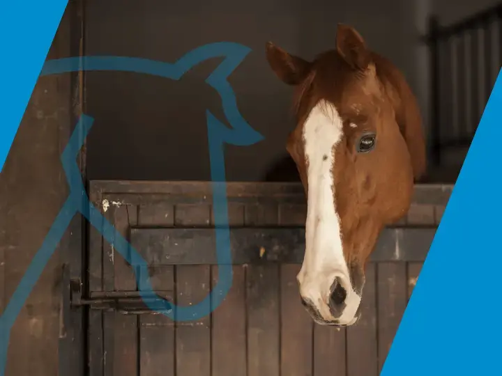 Harnessing the Power of Barn Lighting in Horse Breeding