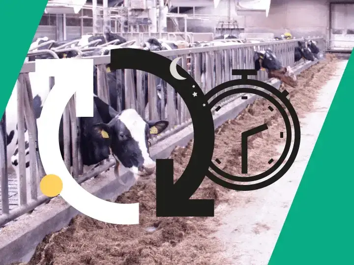 Balancing Light and Dark for Dairy Cow Well-being