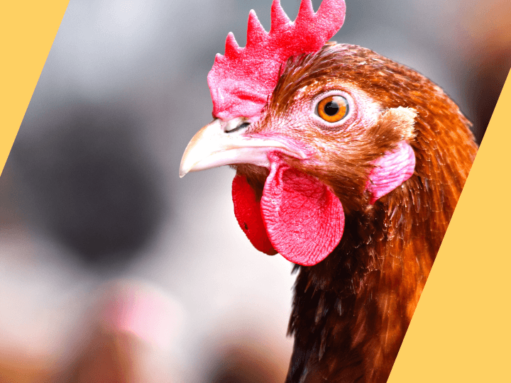 Everything you need to know about light flicker