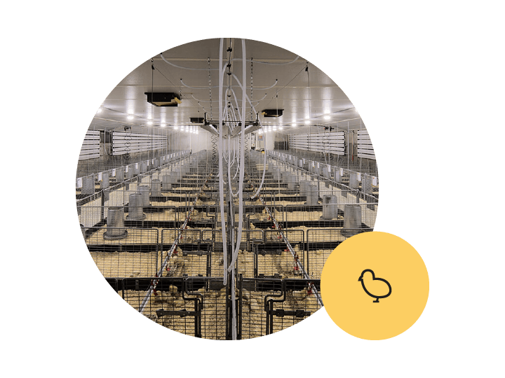 CORAX DDS: “uniform light distribution and less animal stress”