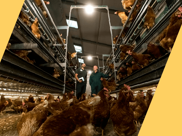 The importance of lighting in aviary systems